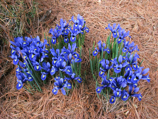 Iris reticulata 'Harmony' | North American Rock Garden Society